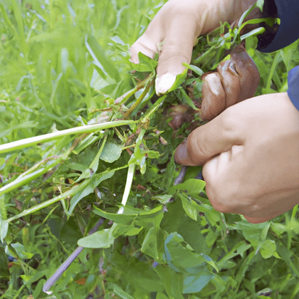 How To Trim Zucchini Plant - PlantopiaHub - Your Ultimate Destination ...