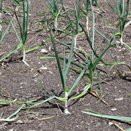 How To Clone Marijuana Plant - PlantopiaHub - Your Ultimate Destination ...