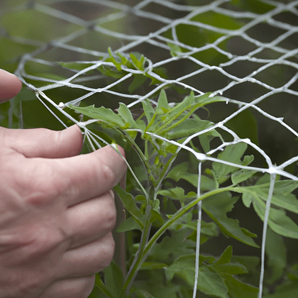 How Deep Should You Plant A Tomato Plant - PlantopiaHub - Your Ultimate ...