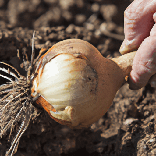 When To Plant Onions In Georgia - PlantopiaHub - Your Ultimate ...