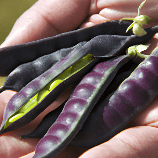 When To Plant Purple Hull Peas - PlantopiaHub - Your Ultimate ...