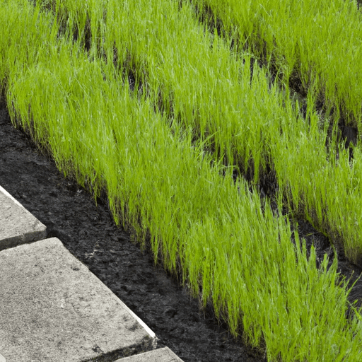 When To Plant Perennial Ryegrass - PlantopiaHub - Your Ultimate ...