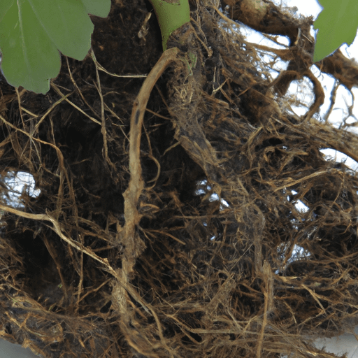 How Deep Are The Roots Of Tomato Plants - PlantopiaHub - Your Ultimate ...