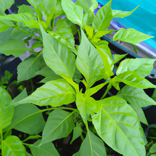 Do Autoflower Plants Produce Autoflower Seeds - PlantopiaHub - Your ...