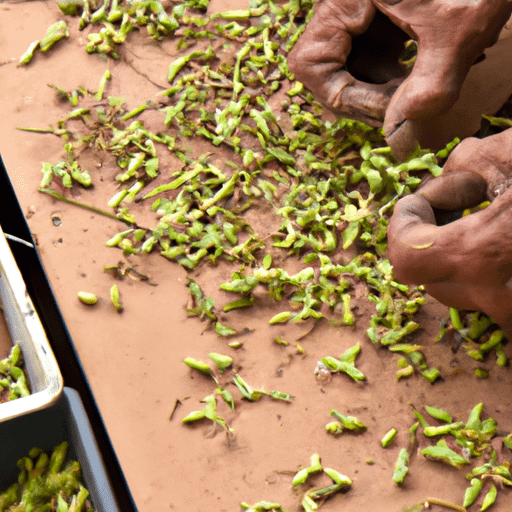 How To Dry Green Bean Seeds For Planting - PlantopiaHub - Your Ultimate ...